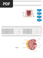 Urology Medical Terminology | PDF | Urinary System | Kidney