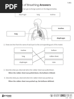 Bell Jar Model of Breathing Mechanics | PDF | Breathing | Lung