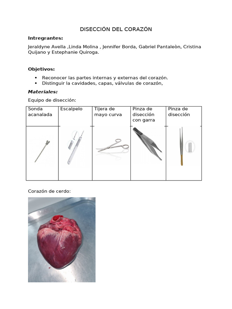Disección del Corazón: Guía Práctica | PDF