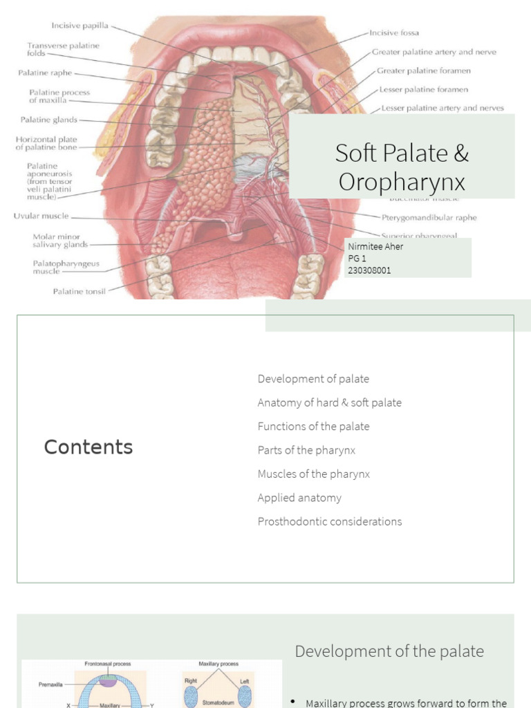 Anatomy and Functions of the Palate | PDF | Tongue | Human Anatomy