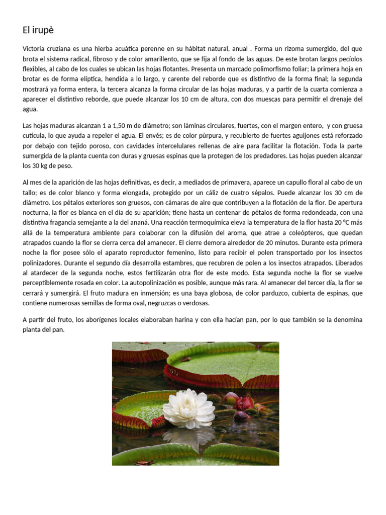 Información sobre el Irupé para niños | PDF | Morfología Vegetal | Botánica