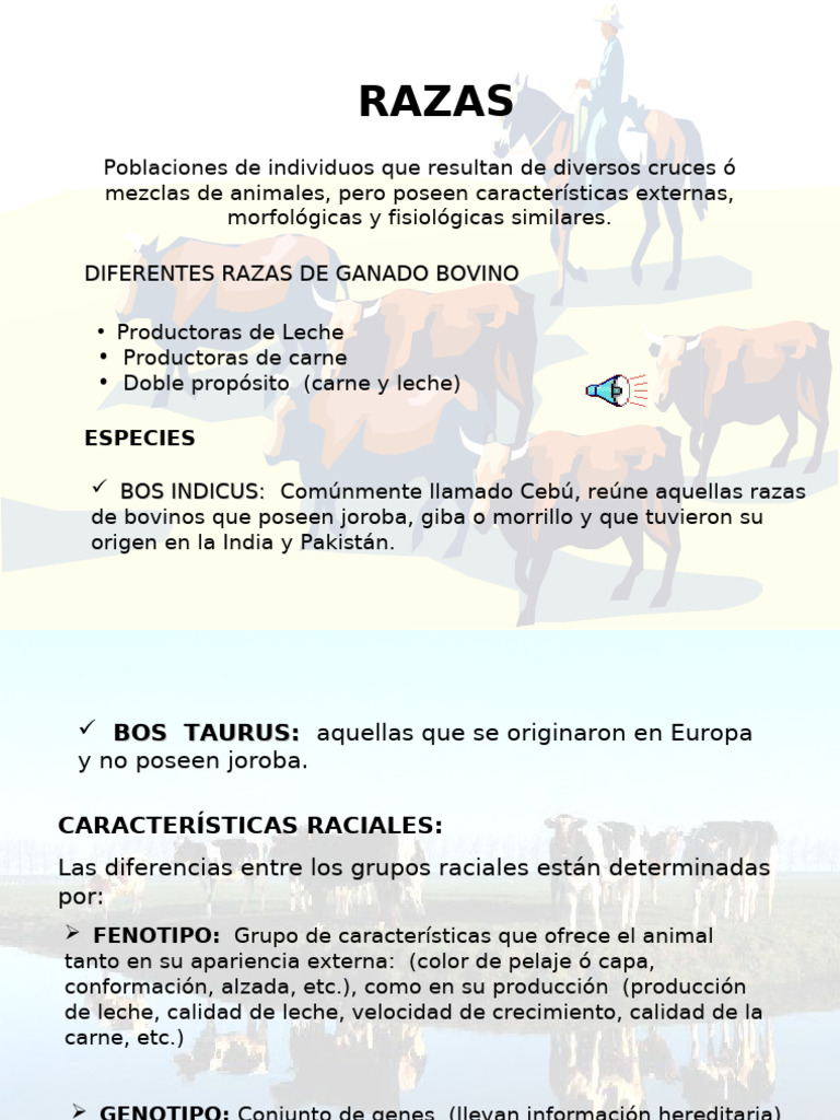 Razas de Ganado Bovino: Leche y Carne | PDF | Vacas | Ganado