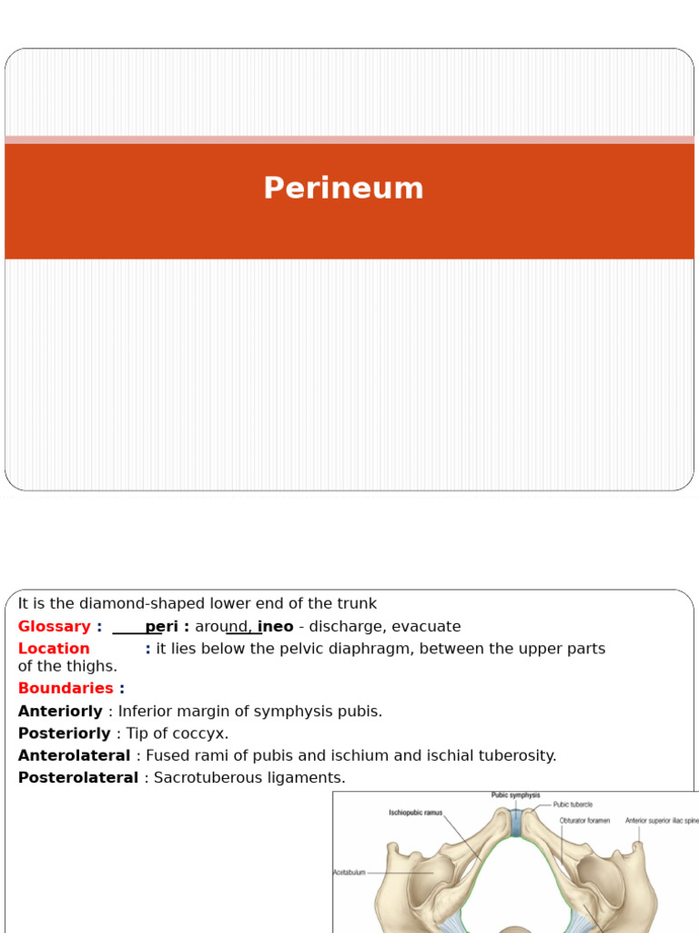 Perineum | PDF | Pelvis | Human Anatomy