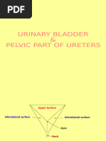 Ligaments of the Urinary Bladder | PDF