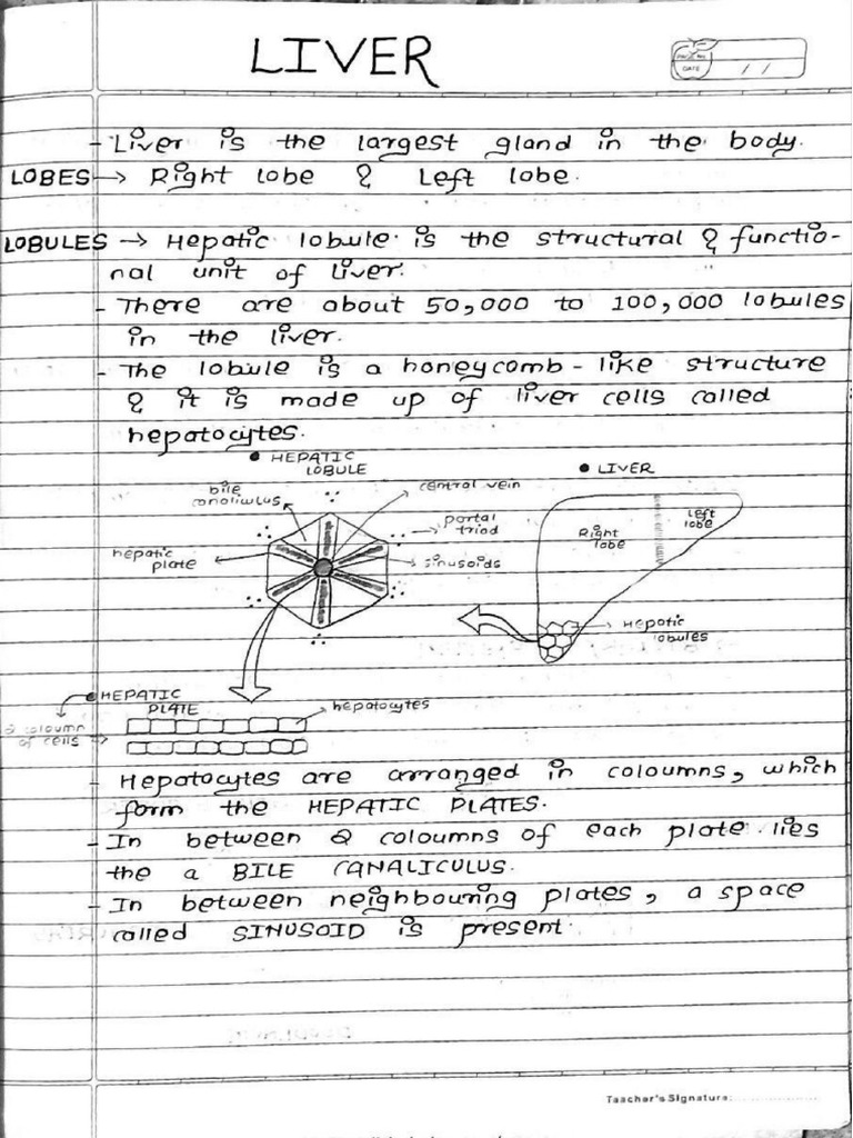 Liver & Gall Bladder Zobia Khan Notes KS Human Physiology | PDF