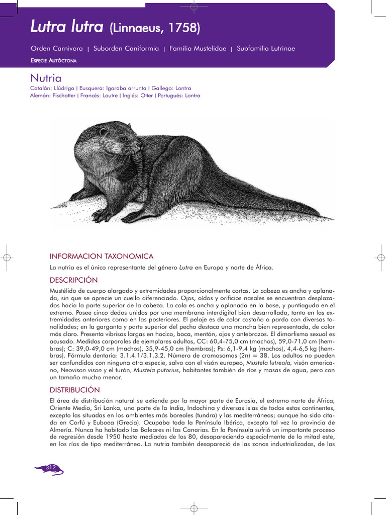Lutra | PDF | Península Ibérica | Mamíferos