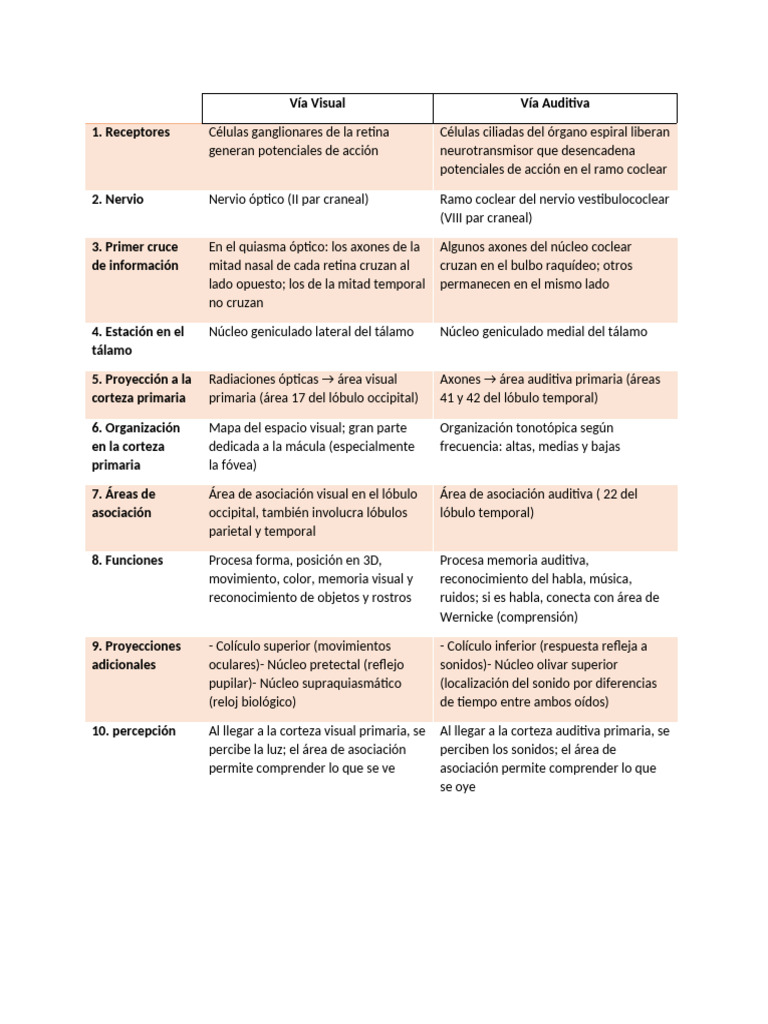 Vía Visual | PDF | Percepción visual | Lóbulo temporal