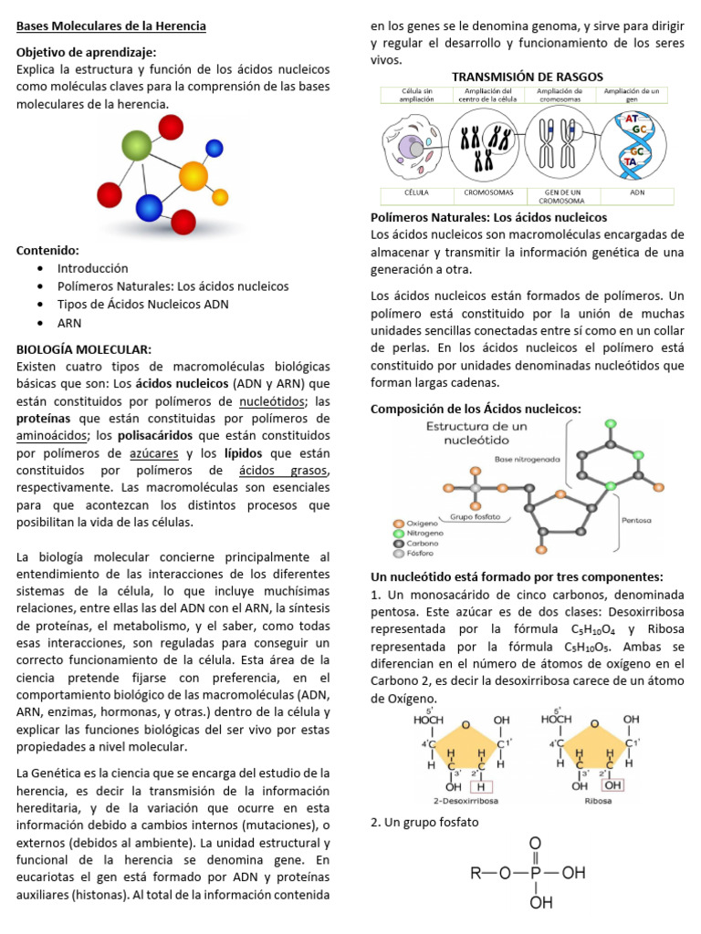 Bases Moleculares de La Herencia Biológica | PDF | Adn | Ácidos nucleicos