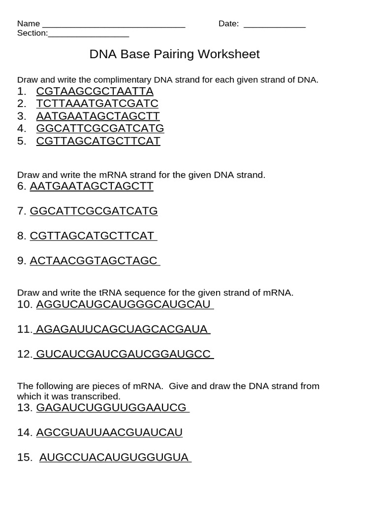 Dna Base Pairing Worksheet | PDF