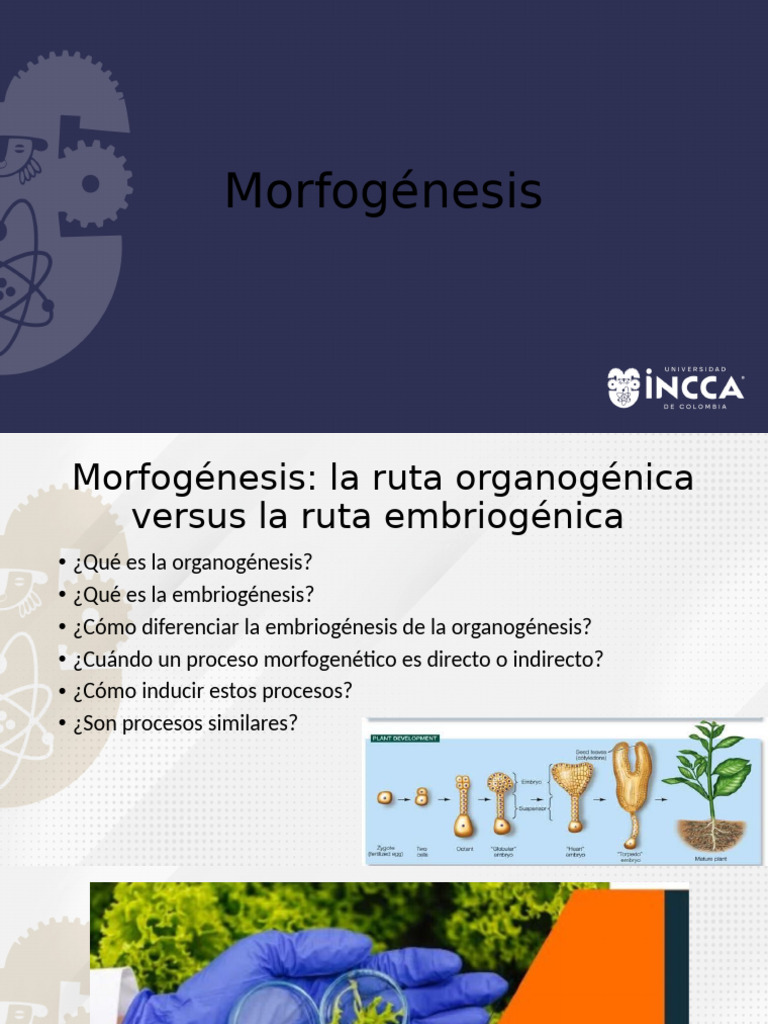 Morfogeneses Clase 5 | PDF | Embrión | Regeneración (biología)