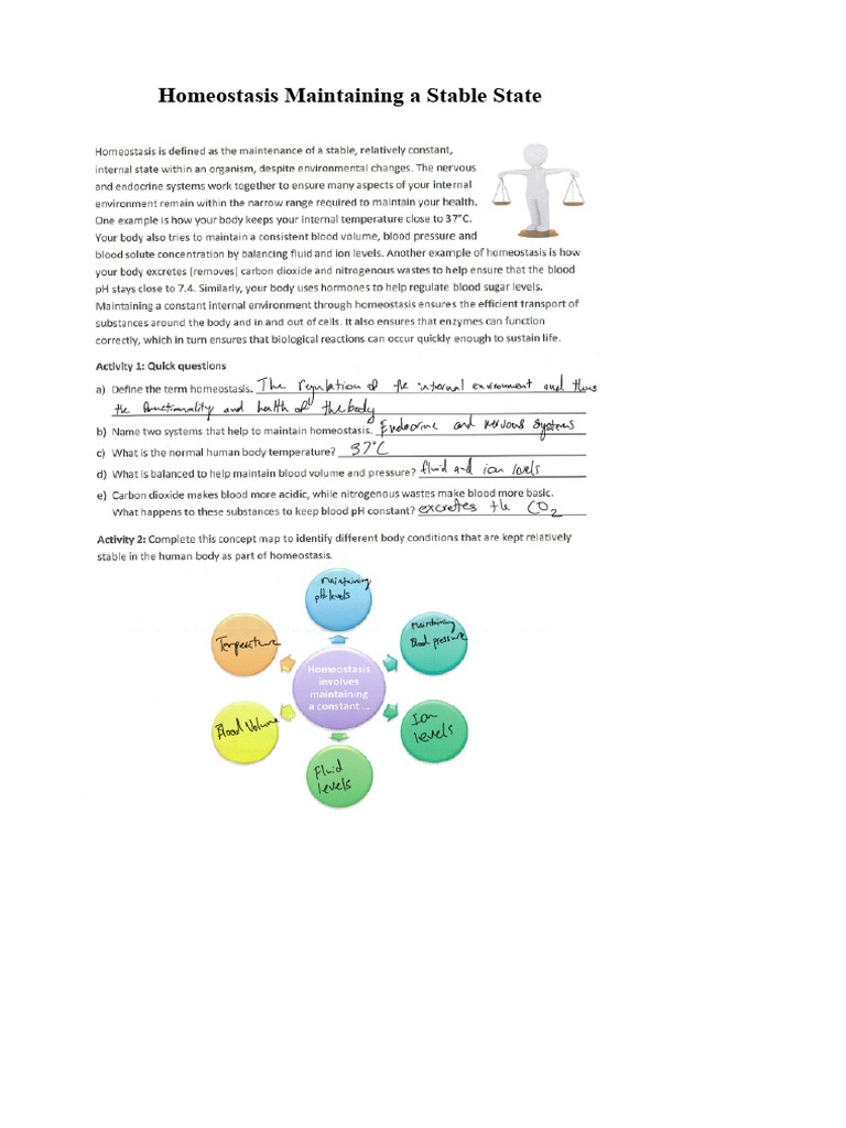 Homeostasis Maintaining A Stable State | PDF