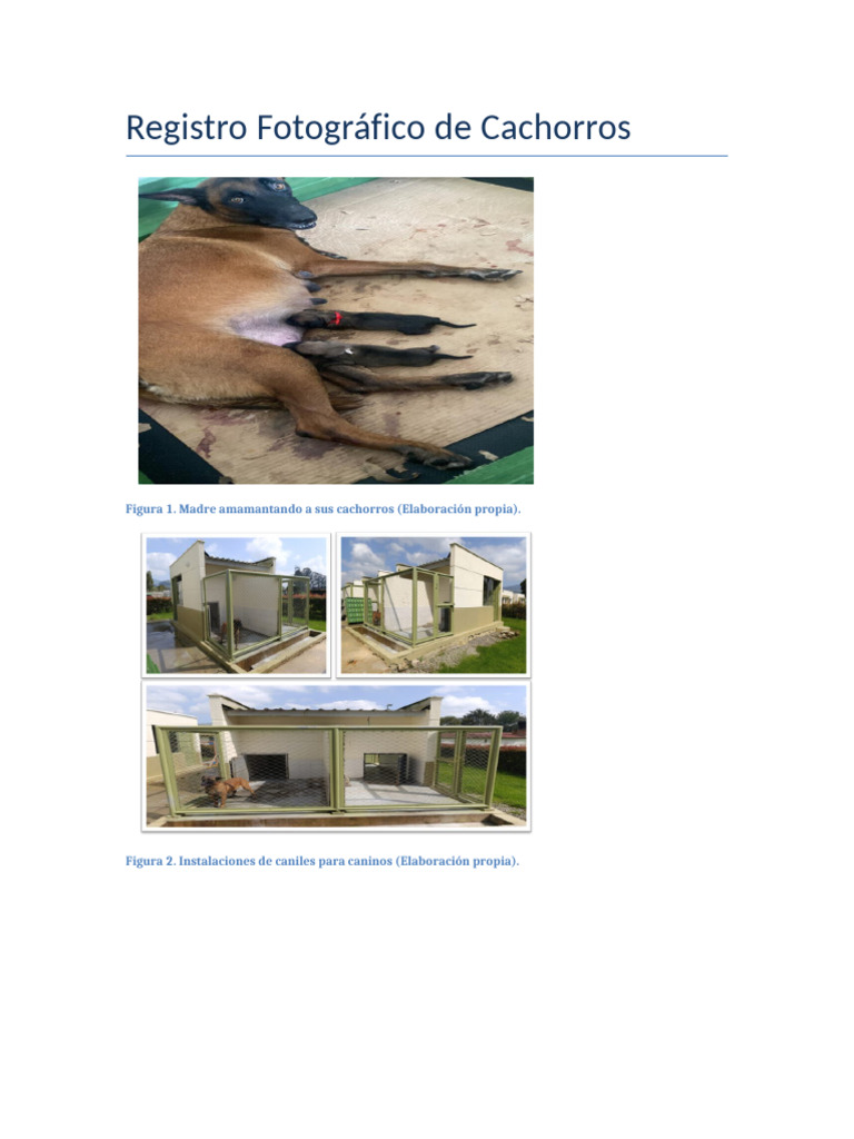 Registro Fotografico Cachorros Iguales | PDF