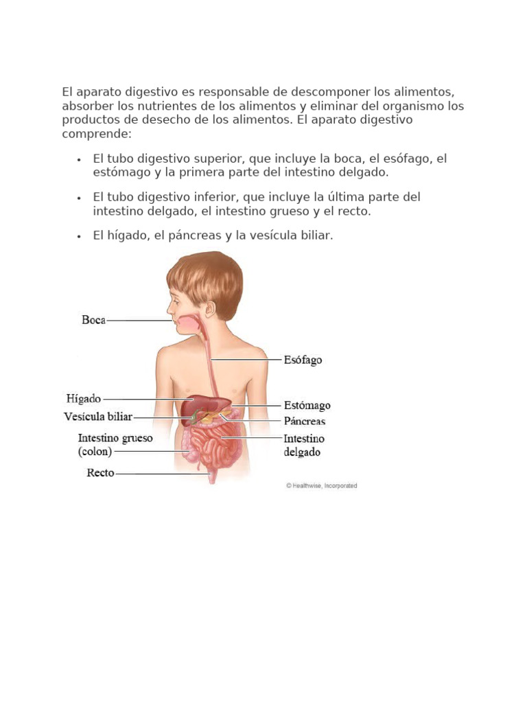 El Aparato Digestivo Es Responsable de Descomponer Los Alimentos | PDF