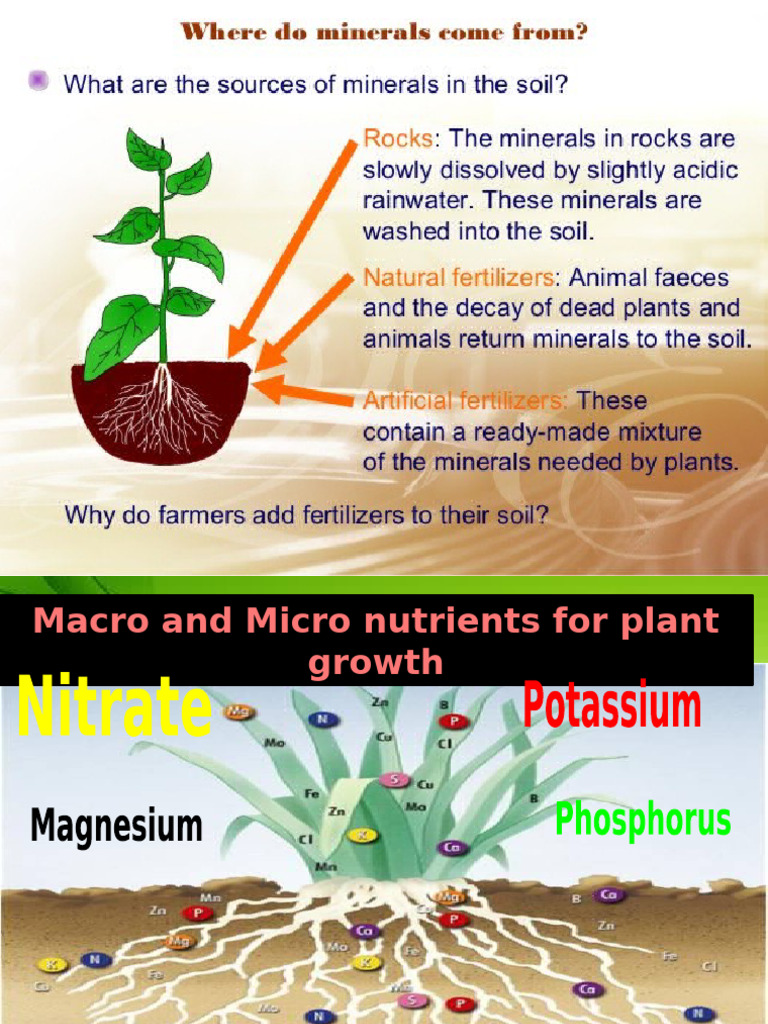 Essential Nutrients for Plant Growth | PDF | Plant Nutrition | Biology