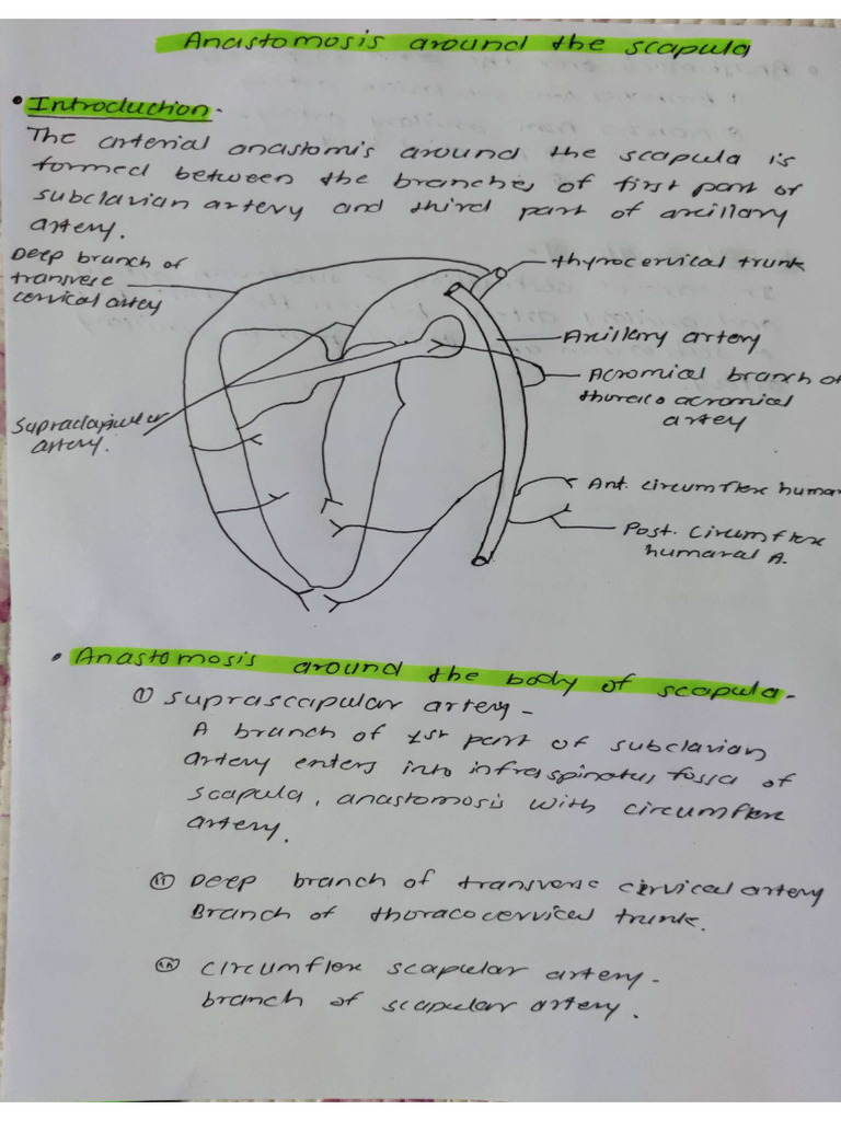 Anastomosis Around Scapula SAQ 5 Marks | PDF