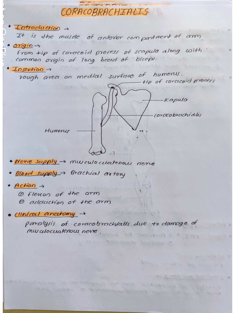 Coracobrachialis SAQ 5 Marks | PDF