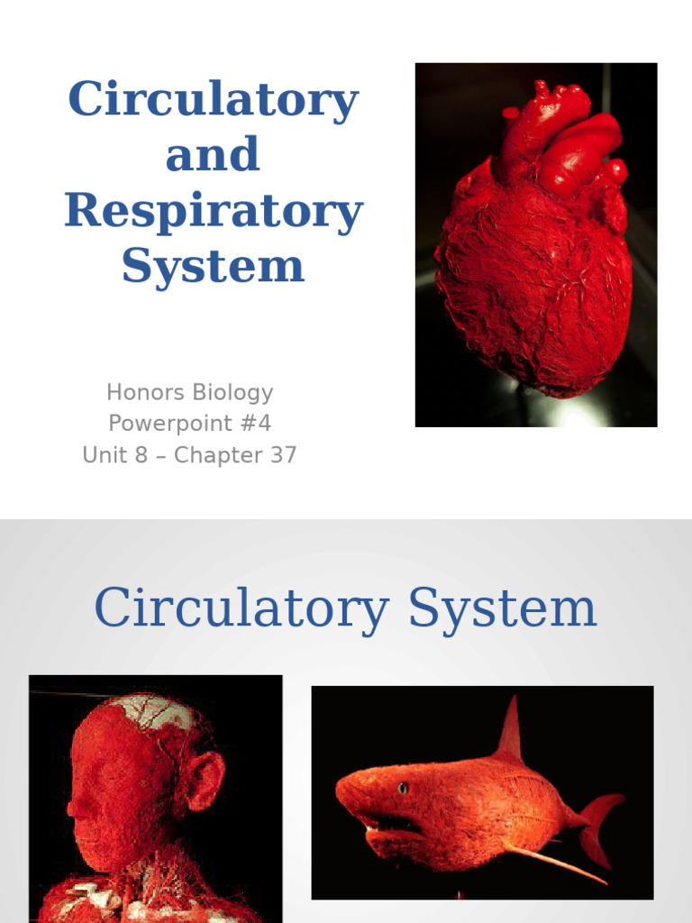 4-Circulatory and Respiratory System 2013 | PDF | Respiratory Tract | Heart