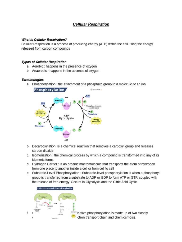 (Notes) - BIO - Cellular Respiration | PDF | Cellular Respiration ...