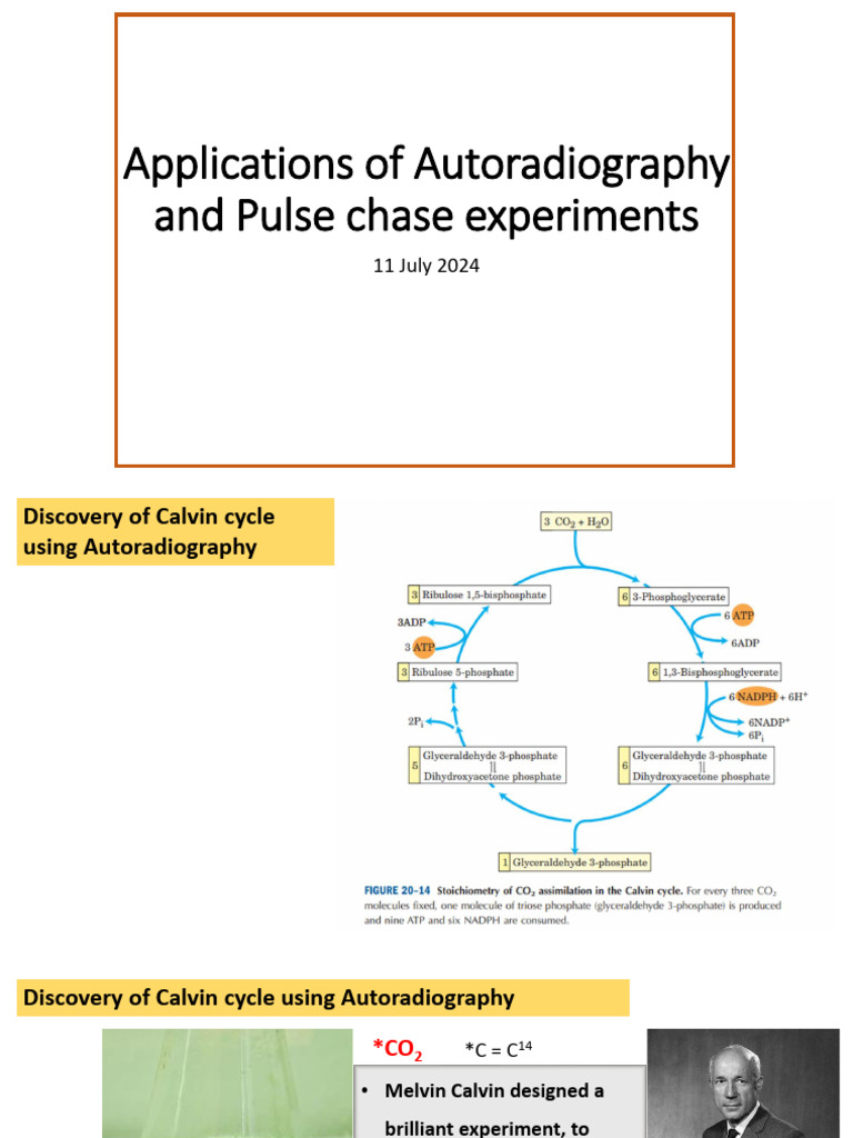Applications Autoradiography and Pulse Chase Experiments - Notes | PDF ...