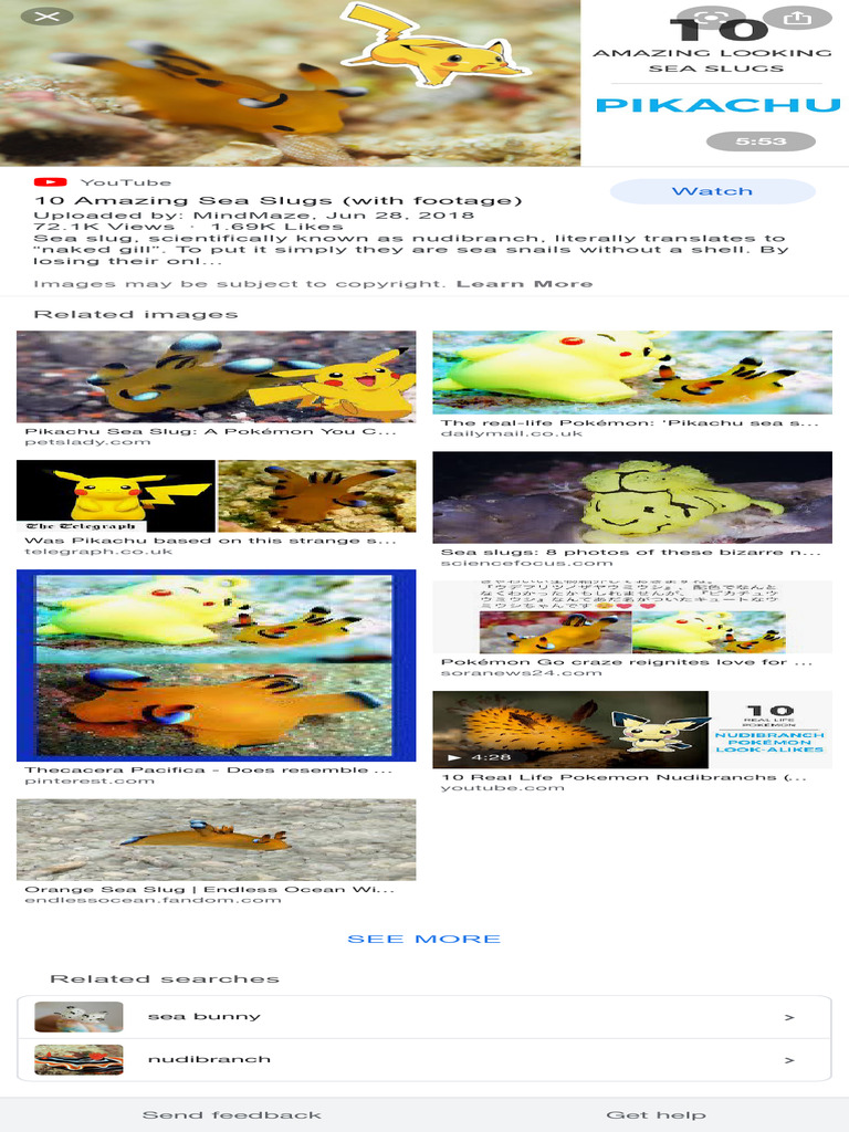 Pikachu Sea Slug - Google Search | PDF