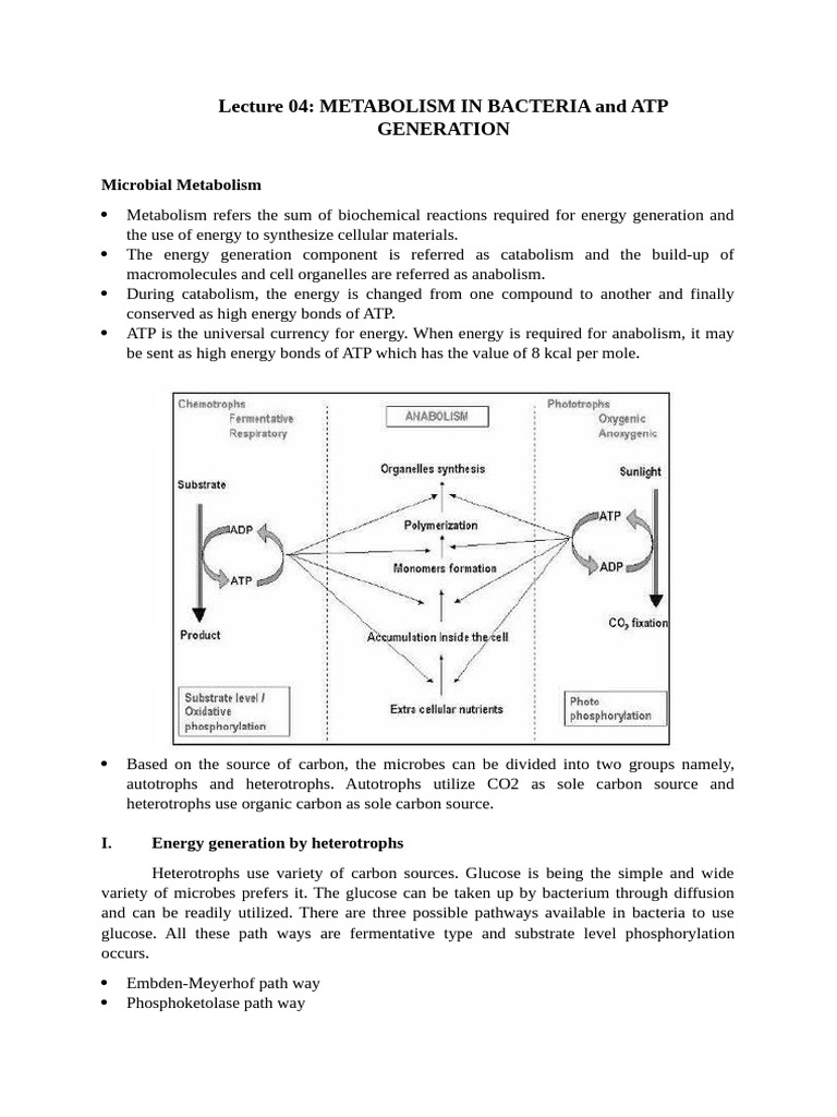 Metabolic Poisons in ATP Synthesis Studies | PDF | Cellular Respiration ...