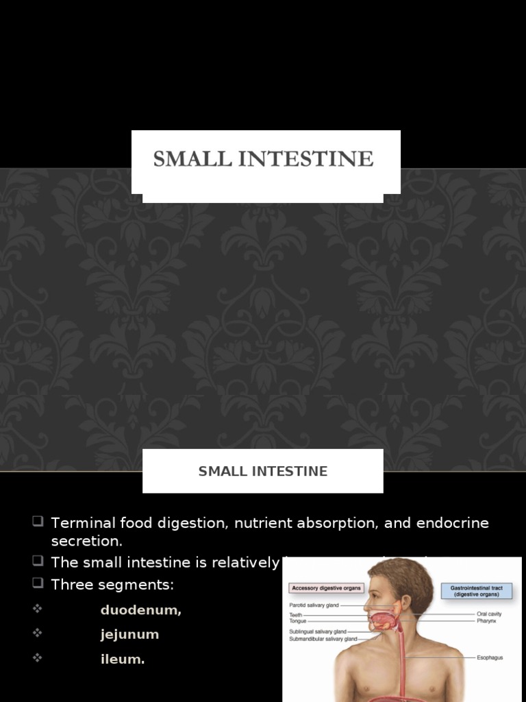 Histology of Small Intestine For 2nd Year Mbbs (By DR Sundus) | PDF ...