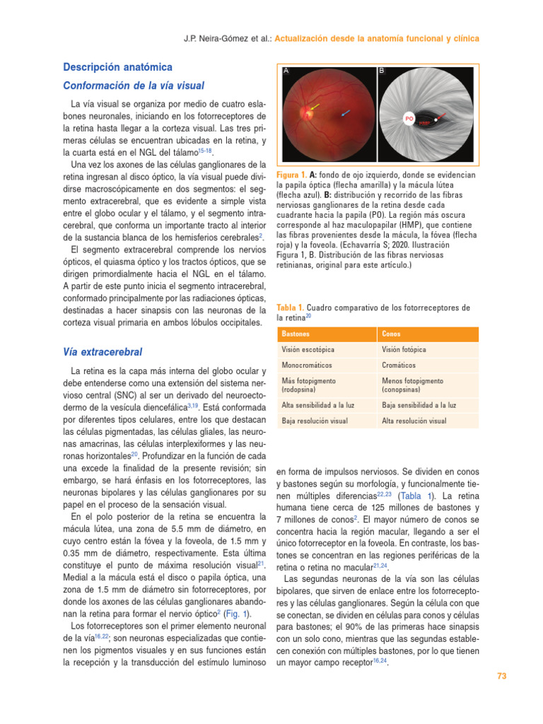 Conformación de la Vía Visual | PDF | Percepción visual | Corteza visual
