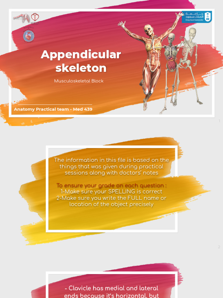 Appendicular Skeleton Anatomy Guide | PDF | Lower Limb Anatomy | Human ...