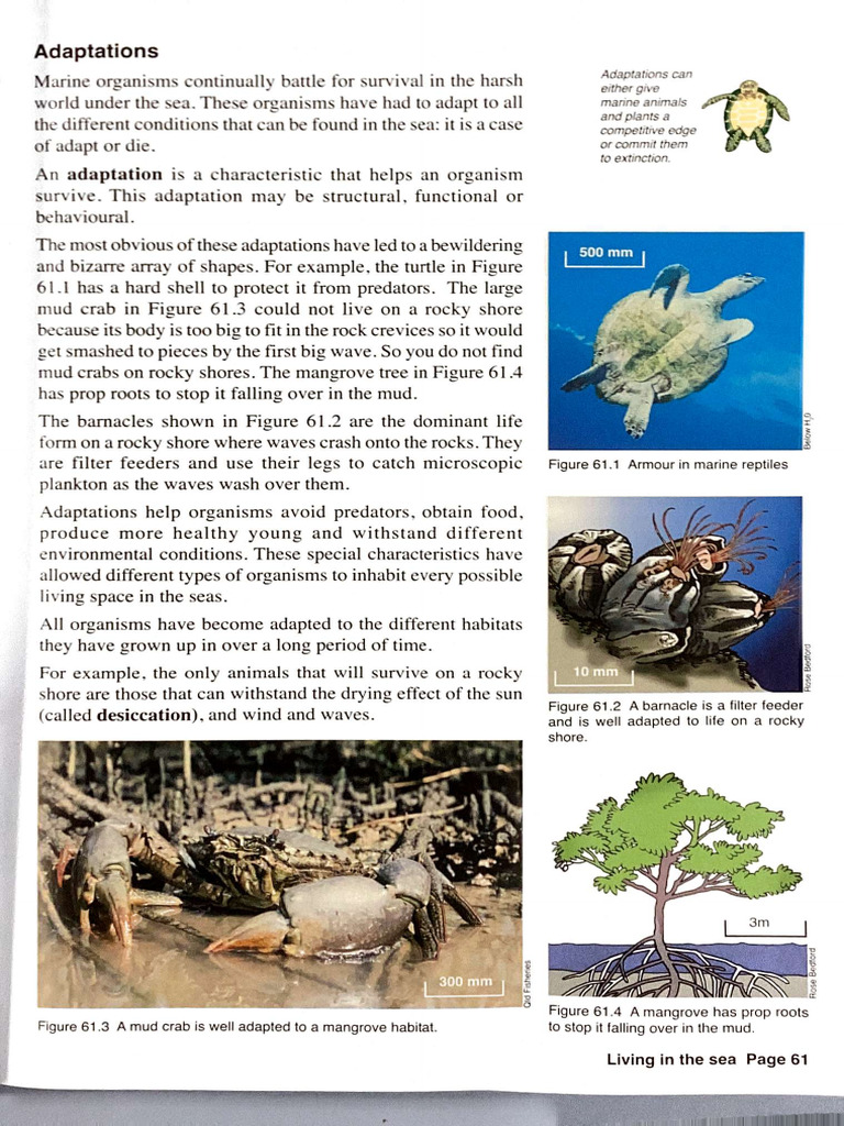Adaptations | PDF