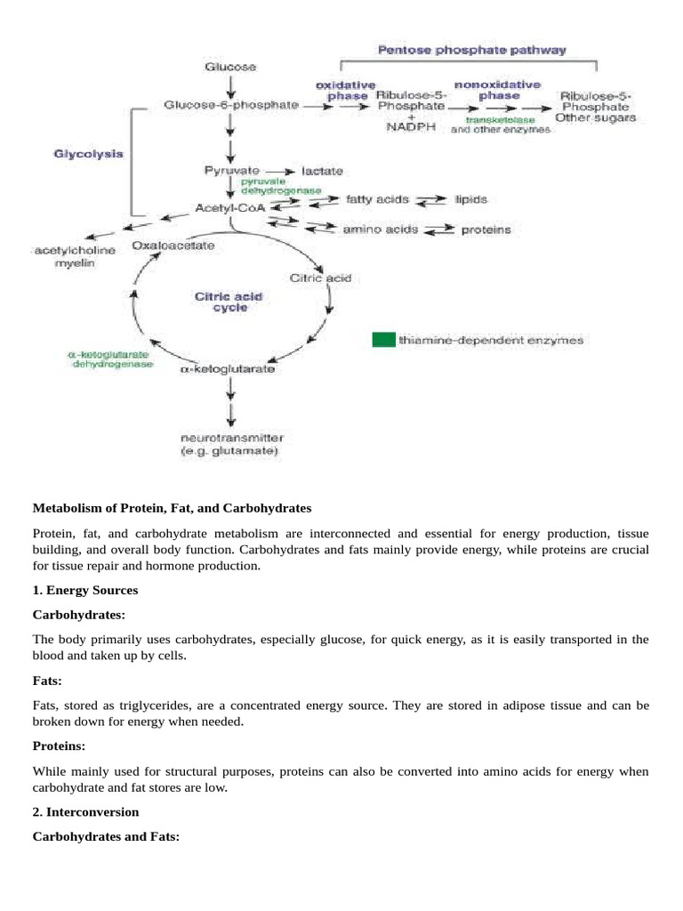 Integrated Metabolism | PDF