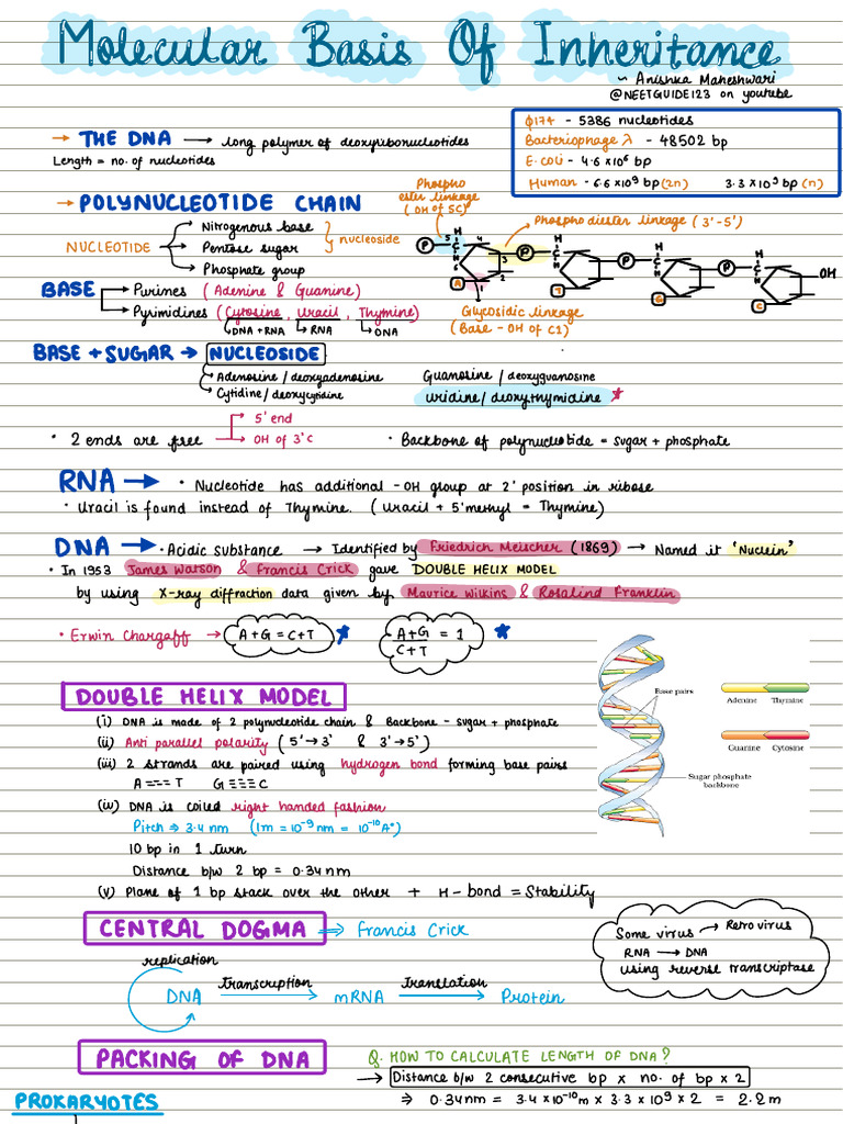Molecular Biology of Inheritance | PDF