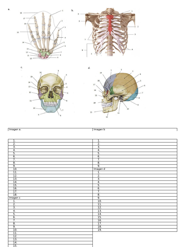 Lamina Prueba 2 | PDF