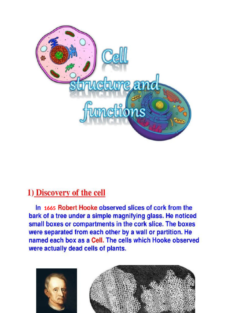 Cellstructure and Functions | PDF | Ribosome | Ribosomal Rna
