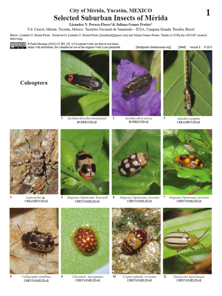 1543 - MEXICO - Suburban Insects of Mérida | PDF | Insects
