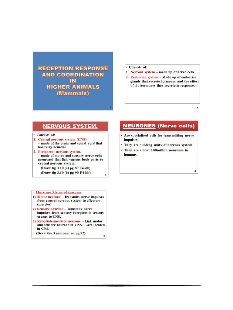 Animal Response and Reflexes Study Guide | PDF | Nervous System | Nerve