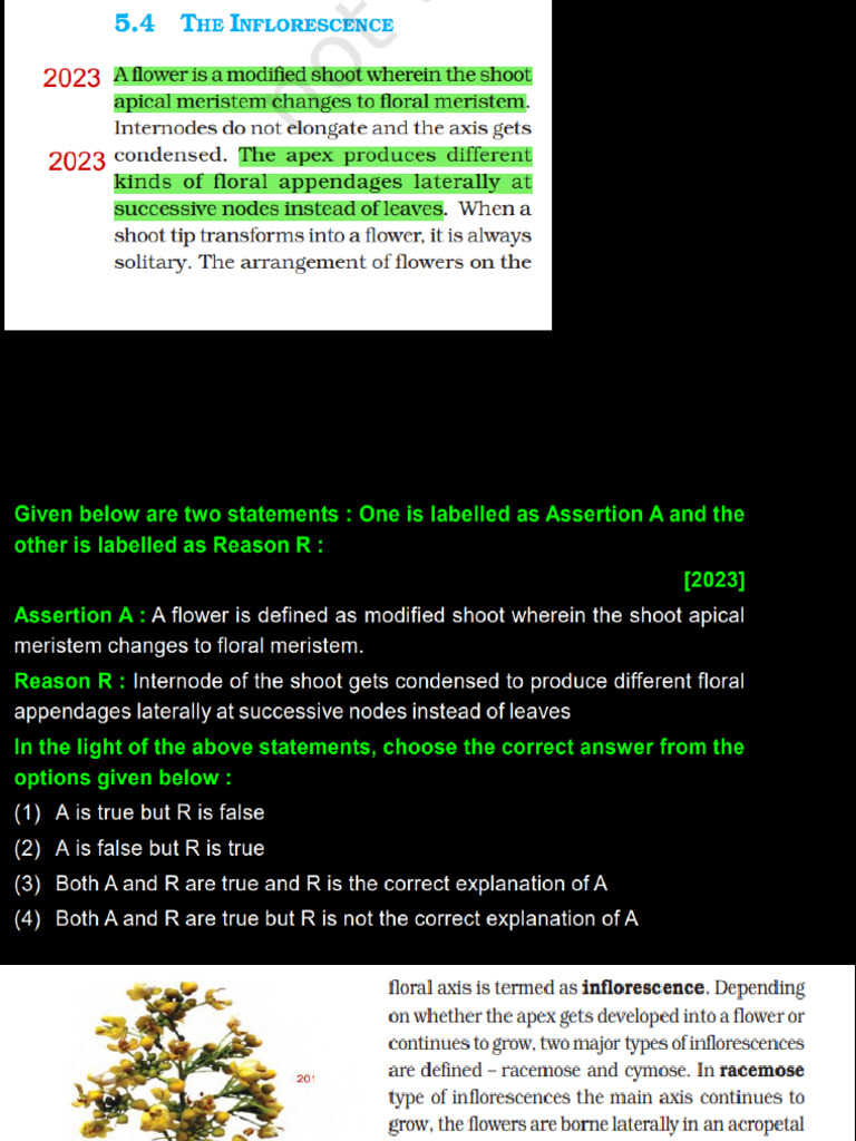 Morphology Class Slides | PDF