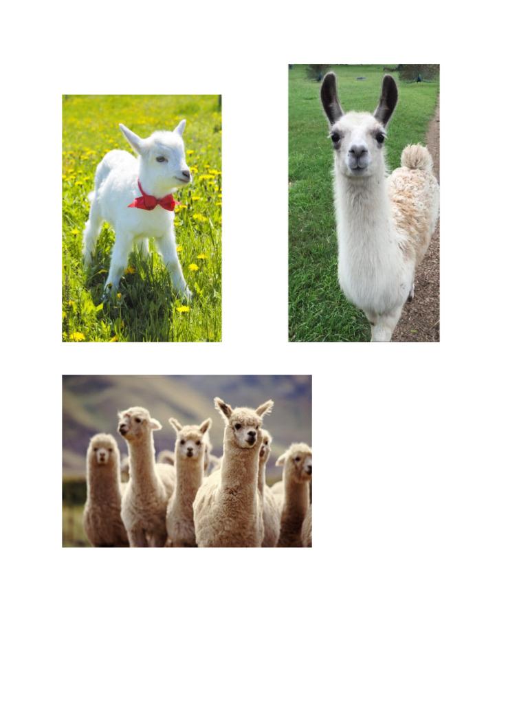 Wool Producing Animals | PDF