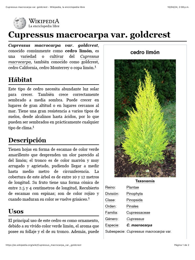 Cupressus macrocarpa var. goldcrest | PDF | Limón | Arboles