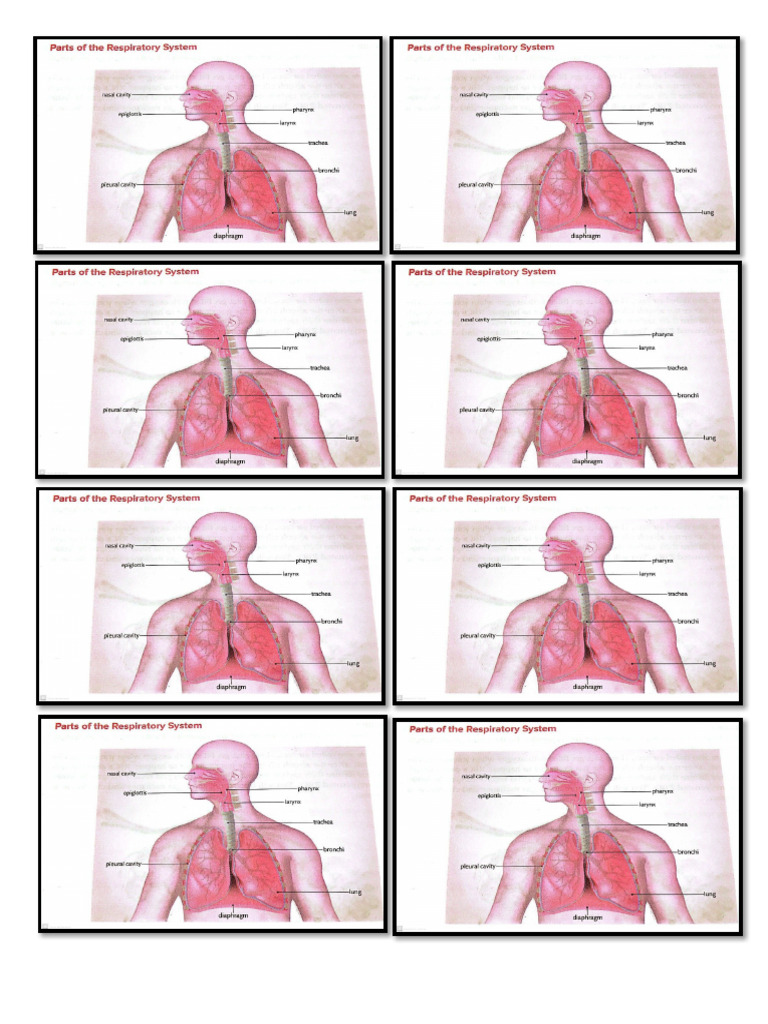 Parts of The Respiratory System Img | PDF