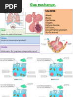 Structure and Function of The Gas Exchange System - Respiration and Gas ...