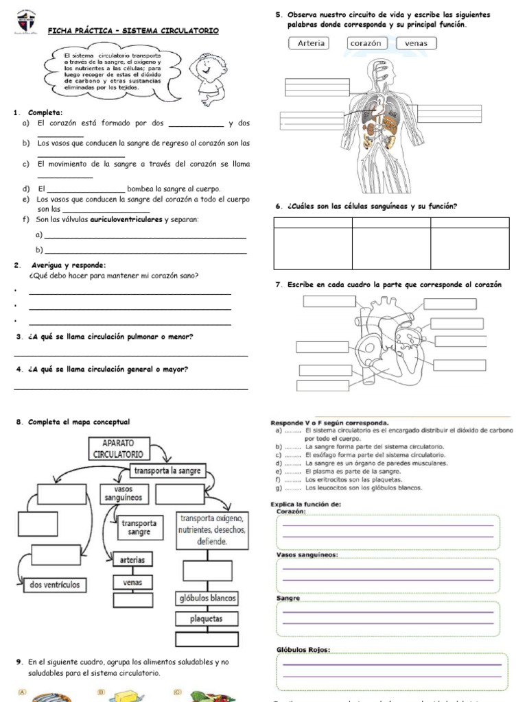 Ficha Práctica del Sistema Circulatorio | PDF | Sistema circulatorio ...