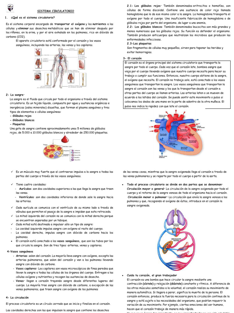 Ficha Inf El Sistema Circulatorio | PDF | Sistema circulatorio | Corazón