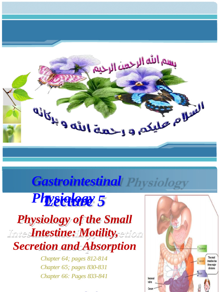 Small Intestine Physiology Overview | PDF | Small Intestine | Digestion