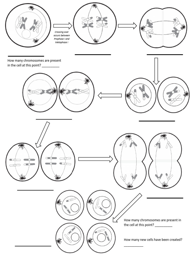 Meiosis Notes | PDF