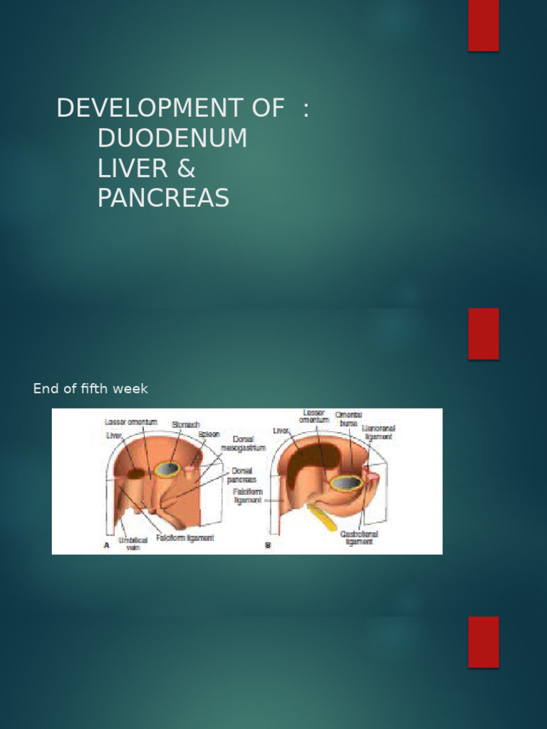 Development of Duodenum, Liver, Panceas | PDF | Pancreas | Liver