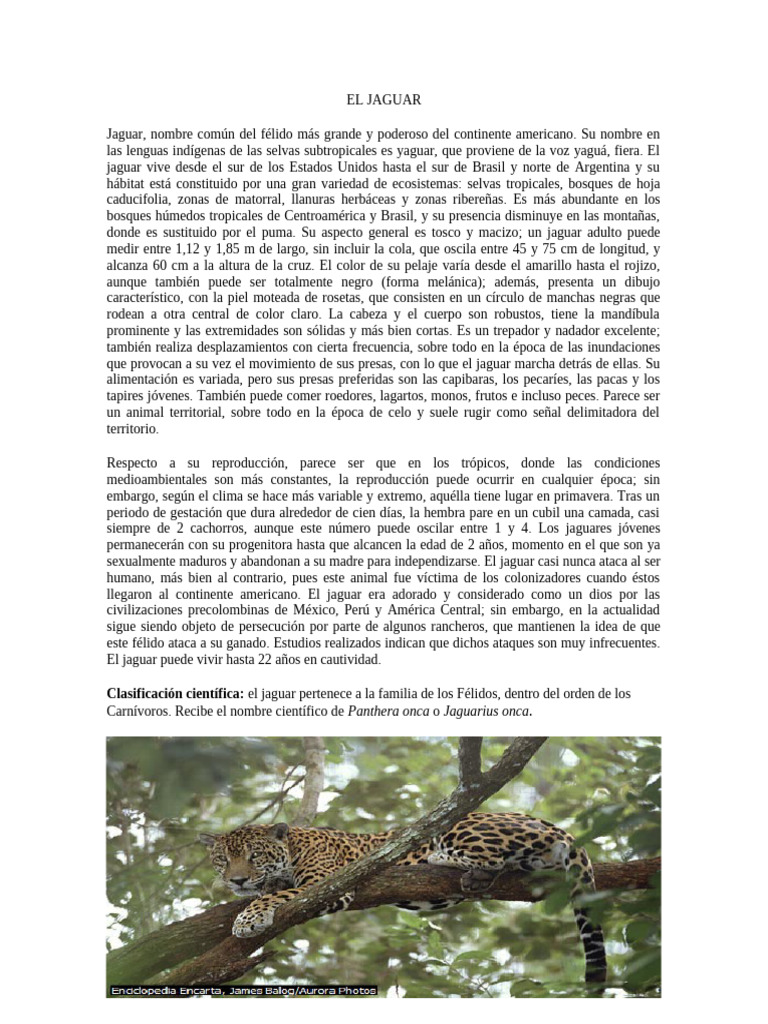 El Jaguar | PDF | Jaguar | Zoología