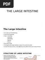 Sigmoid Colon Length and Anatomy | PDF | Large Intestine | Rectum