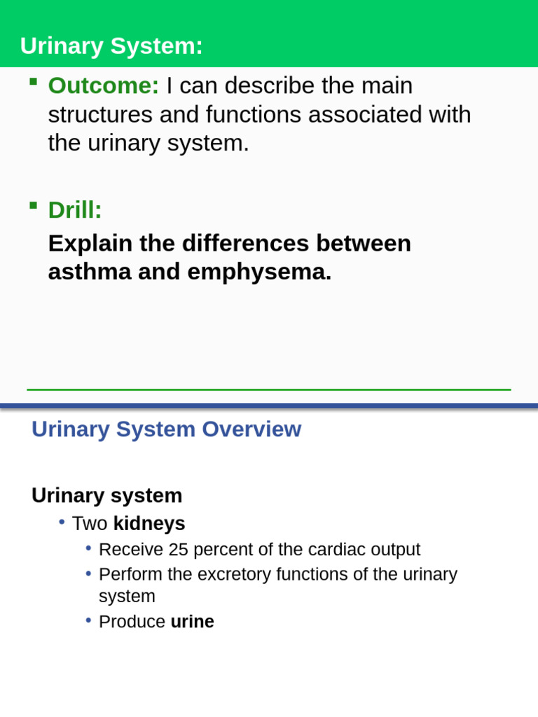 Day 17 - Urinary System | PDF | Urinary System | Kidney
