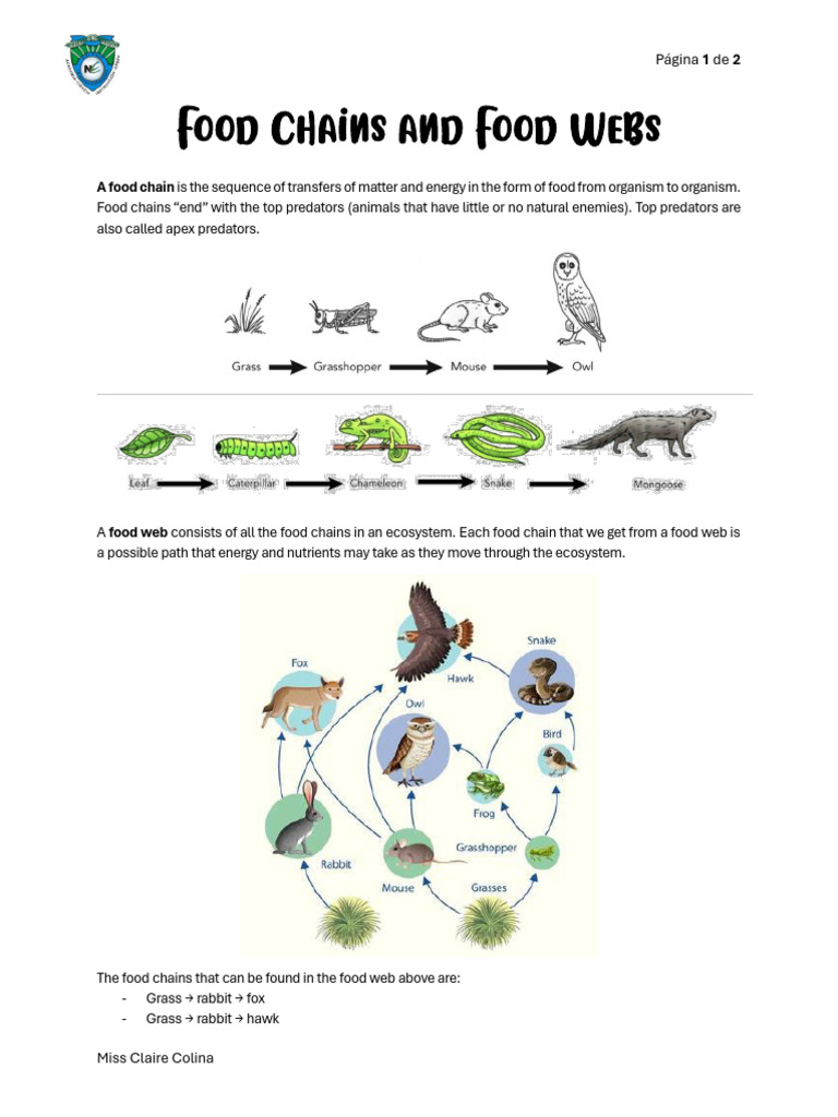 Food Chains and Webs Explained | PDF