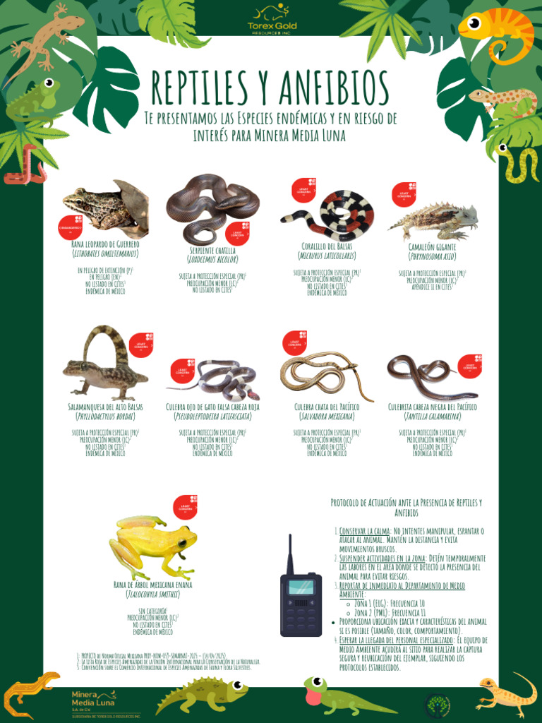 Reptiles y Anfibios 3 | PDF | Zoología | Organismos